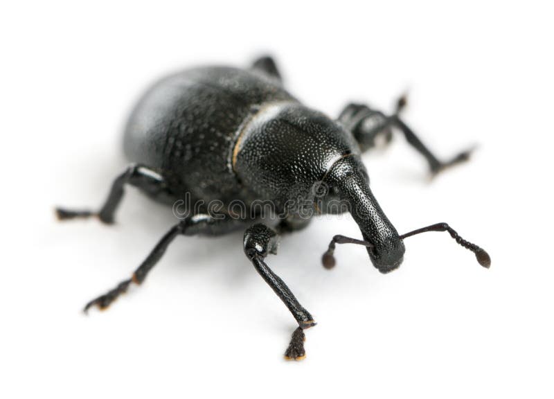 Utskjutande Liparus Dirus, Larv Framme Av Vit Bakgrund Fotografering ...