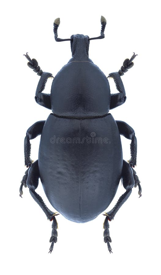 Utskjutande Liparus Dirus, Larv Framme Av Vit Bakgrund Fotografering ...