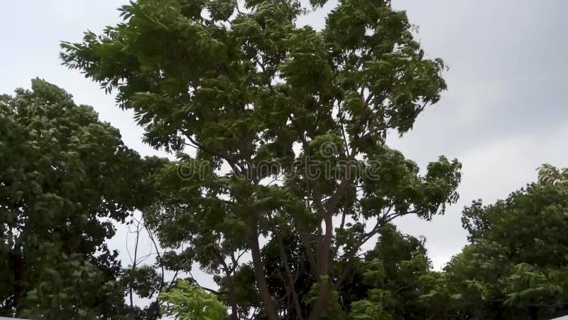 Uttarakhand Storm: Intense Winds Thrashing Trees in India Stock Footage ...