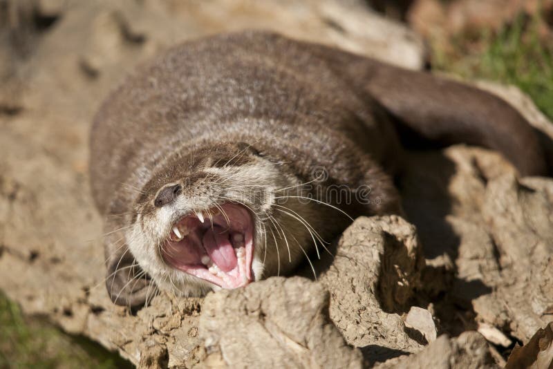 Utter 2 arkivfoto. Bild av morgon, däggdjur, rovdjur - 27557200