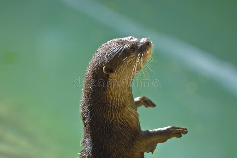 Gullig Utter Foton - Download 196 Royalty Free Photos