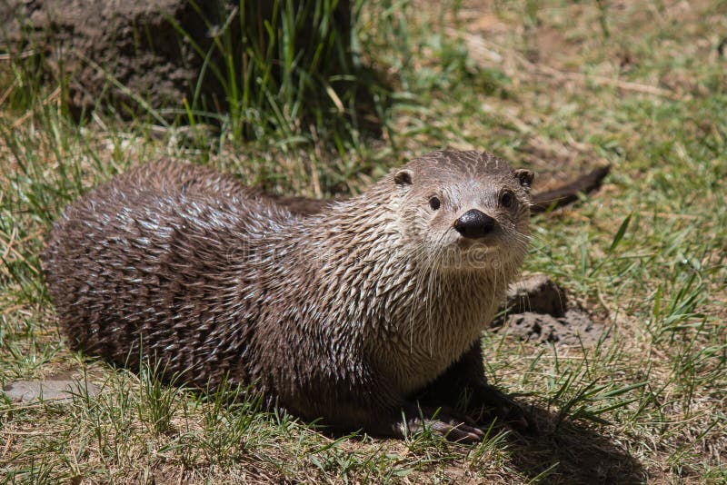 Utter arkivfoto. Bild av djurliv, däggdjur, angus, miljö - 41075114
