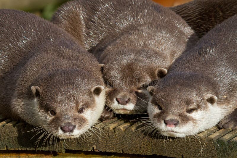 Tre Uttrar Foton - Download 69 Royalty Free Photos