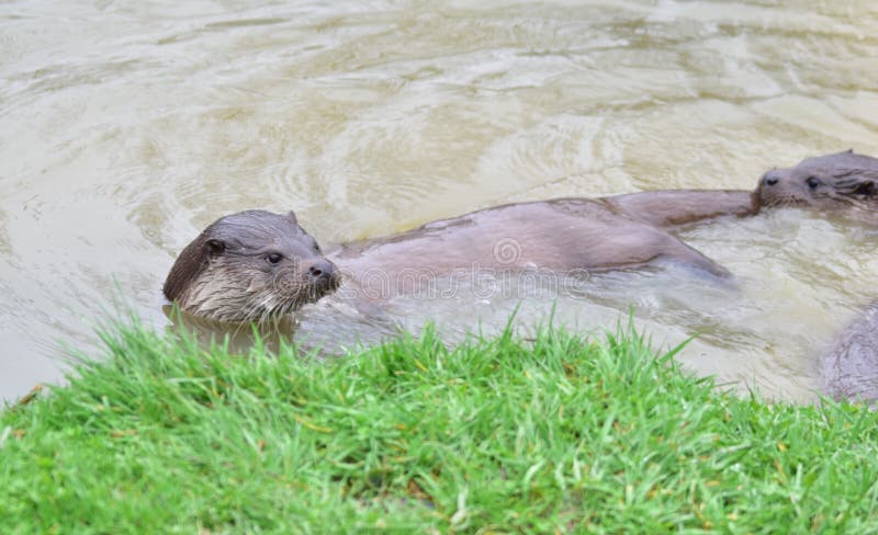 Utter arkivfoto. Bild av bygd, gulligt, brigham, norr - 88594150