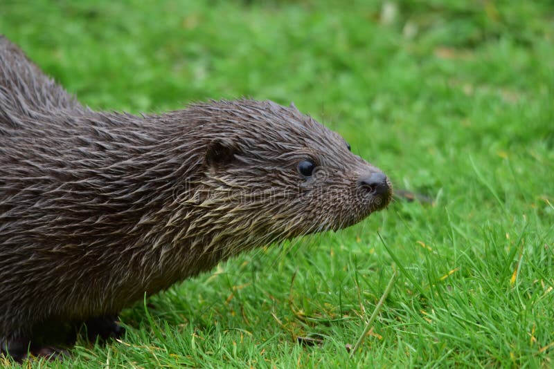 Utter fotografering för bildbyråer. Bild av skämtsamt - 88595593