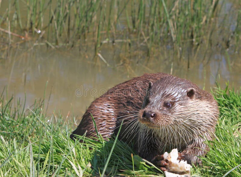 Utter med hans mat arkivfoto. Bild av naturligt, norr - 30616922