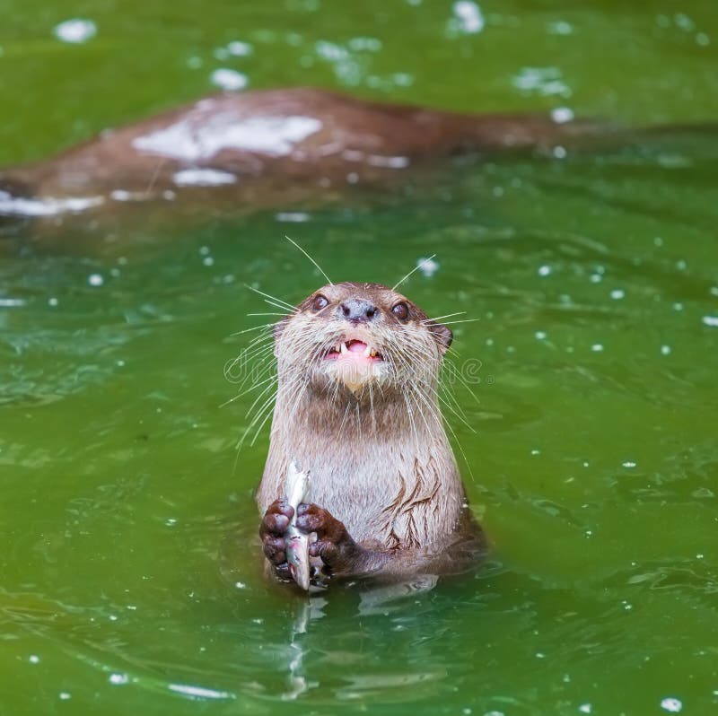 Utter med hans mat arkivfoto. Bild av naturligt, norr - 30616922