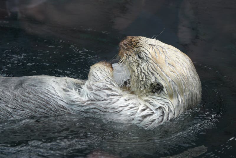 2,897 Havsutter I Vatten Stock Photos - Free & Royalty-Free Stock Foton ...