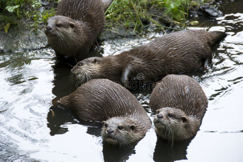 Utter arkivfoto. Bild av utter, päls, avkopplat, fisk - 1799594