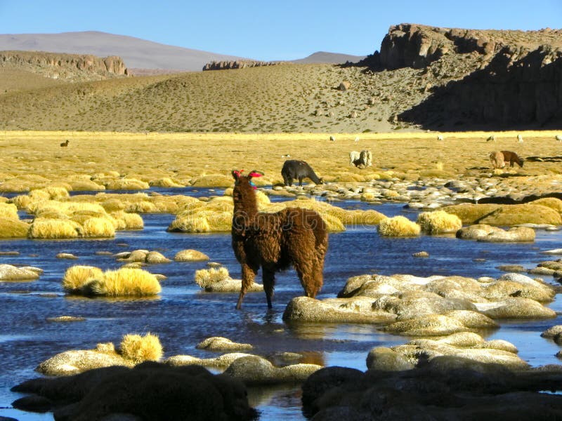 Uturunku Volcano, Altiplano, Bolivia. Stock Image - Image of altitude ...