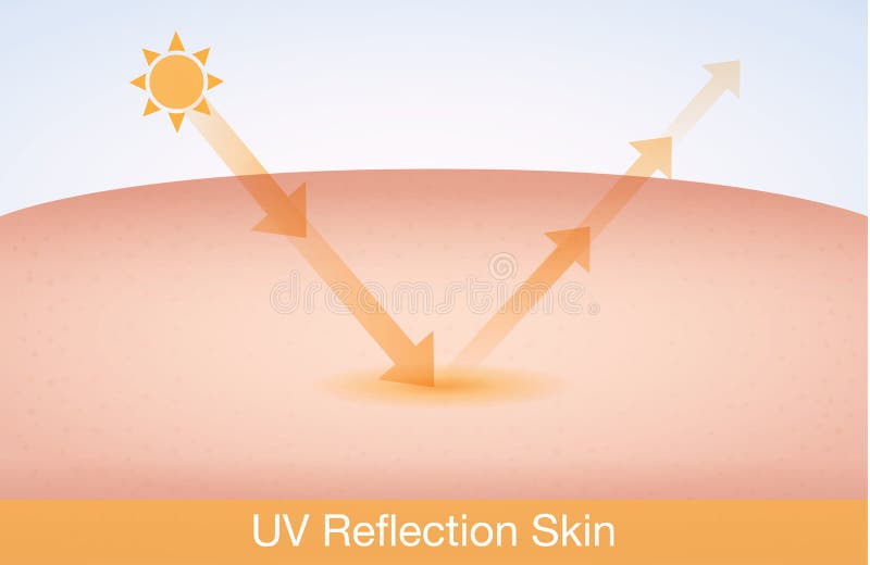 Uva Rays Stock Illustrations – 1,062 Uva Rays Stock Illustrations ...