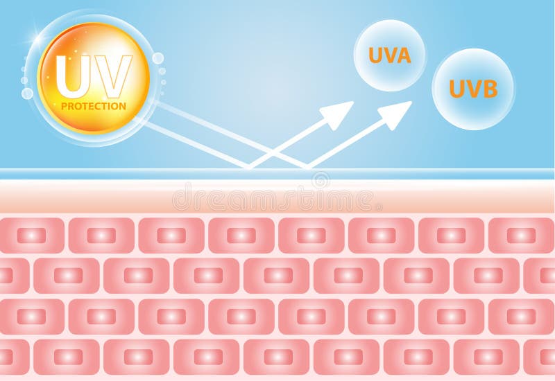 Absorption Reflection Stock Illustrations – 150 Absorption Reflection ...