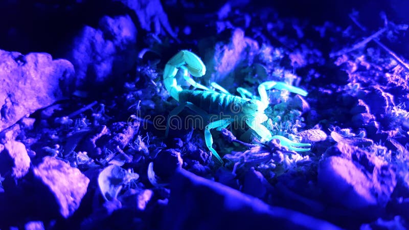 UV Scorpion Hunting at Night on Rocks2 Stock Photo - Image of closeup ...