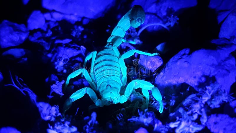 UV Scorpion Hunting at Night on Rocks 4 Stock Image - Image of eyespot ...