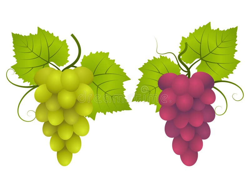 Elementi Di Disegno Dell'uva. Illustrazione Vettoriale - Illustrazione ...