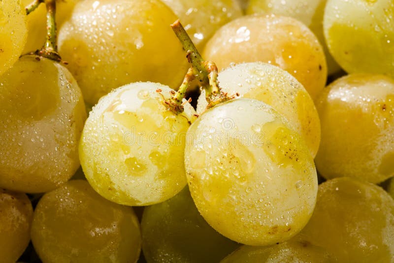 Uva de Muscat imagen de archivo. Imagen de travieso, estudio - 34456671