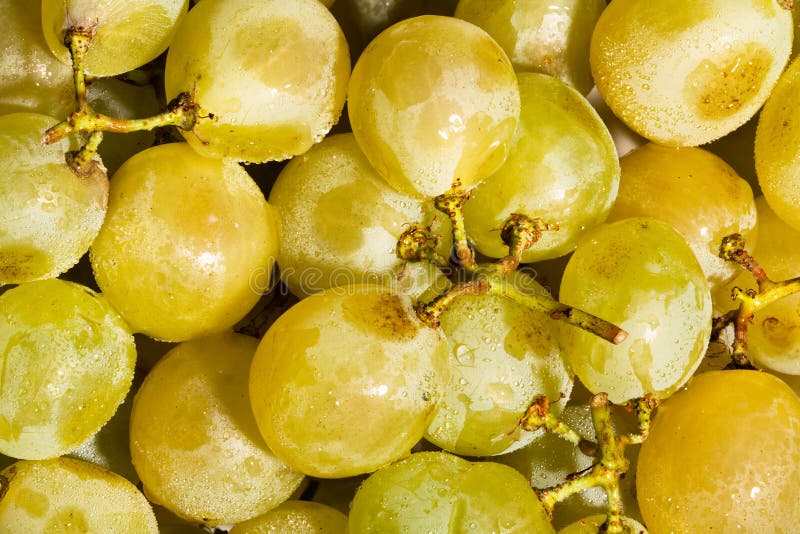 Uva de Muscat imagen de archivo. Imagen de fresco, antioxidante - 34456703