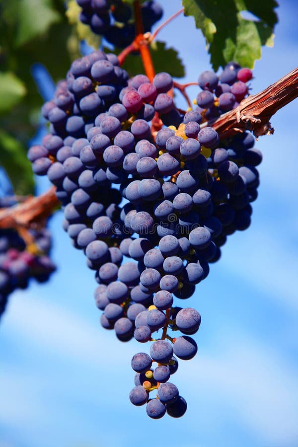 Uva del Merlot in vigna immagine stock. Immagine di autunno - 3327527