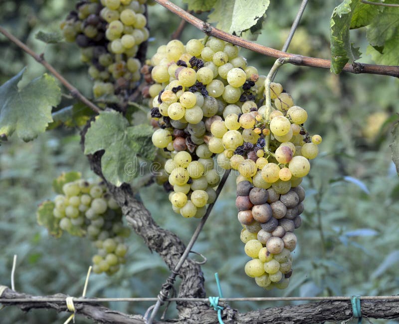 Uva Moscato immagine stock. Immagine di frutta, italia - 60203257
