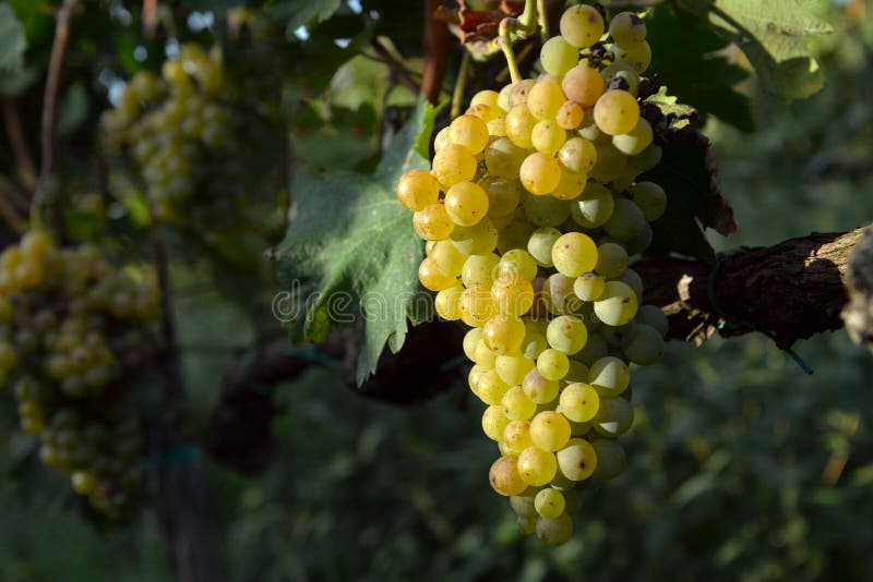 Uva Moscato immagine stock. Immagine di frutta, italia - 60203257