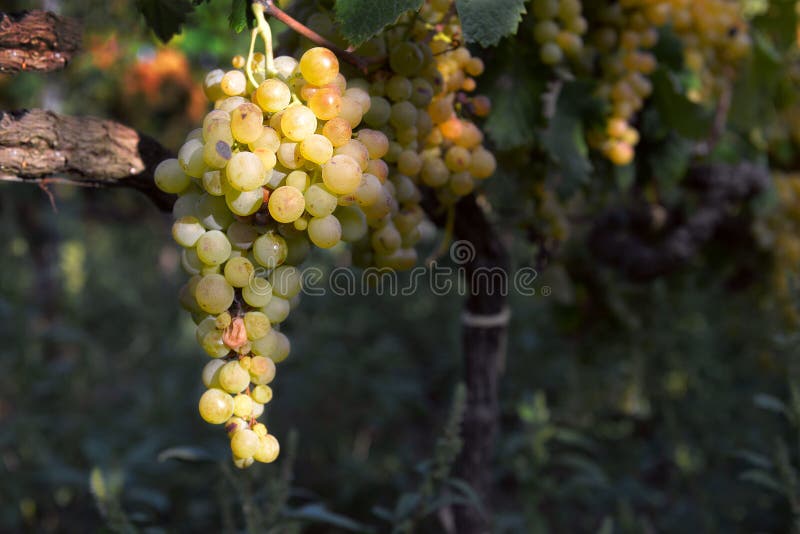 Uva Moscato immagine stock. Immagine di frutta, italia - 60203257