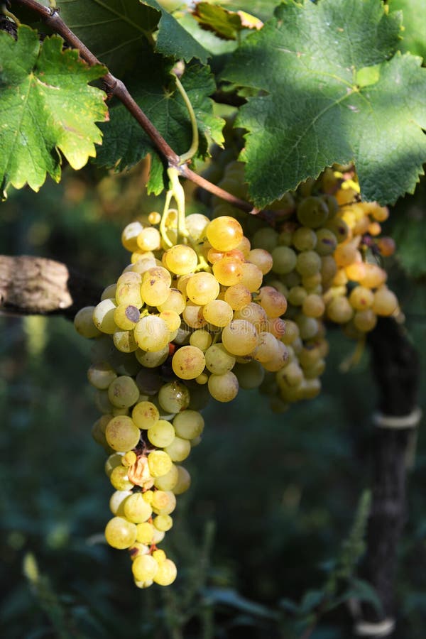 Uva Moscato immagine stock. Immagine di frutta, italia - 60203257