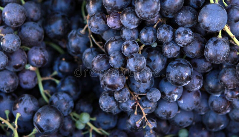 Uva negra imagen de archivo. Imagen de cubo, travieso - 20987653