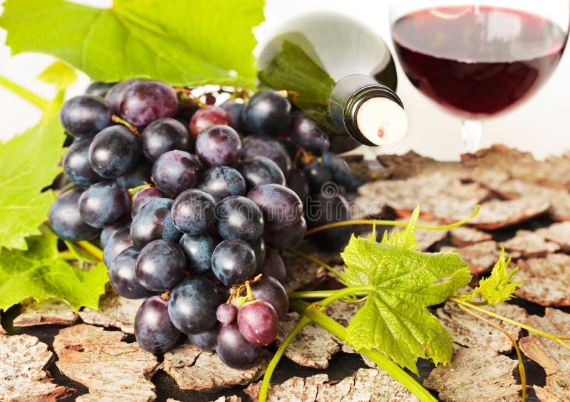 Uva negra foto de archivo. Imagen de hoja, corcho, cristal - 25371264