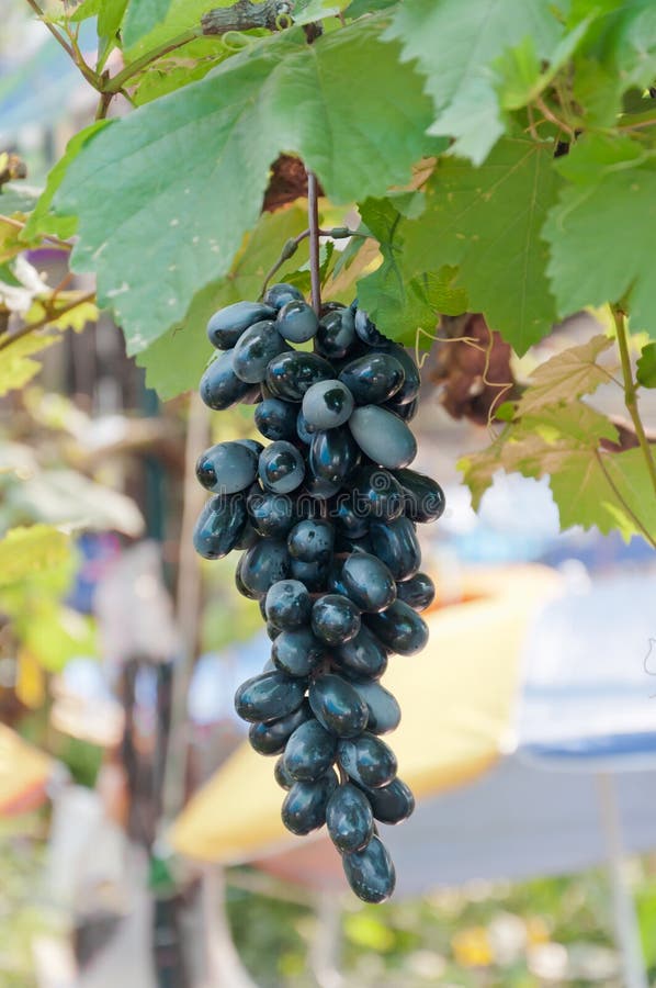 Uva negra foto de archivo. Imagen de fruta, hoja, dieta - 66974210