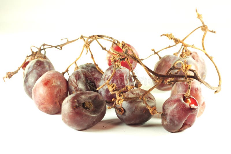 Uvas podres foto de stock. Imagem de picada, cores, parque - 10404478