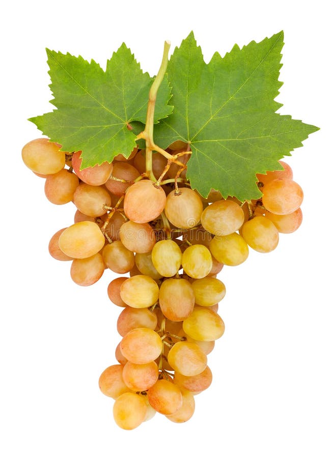 Uva rosa foto de stock. Imagem de brilhante, antioxidante - 169981236