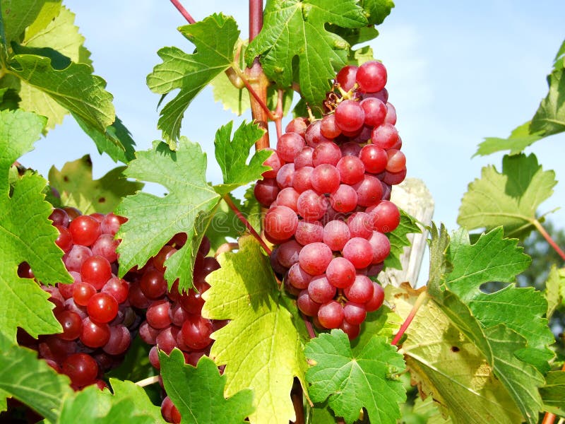 Uva rossa fotografia stock. Immagine di autunno, rosso - 10288440