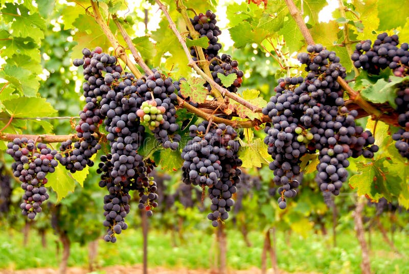 Uva rossa fotografia stock. Immagine di podere, particolari - 1253908