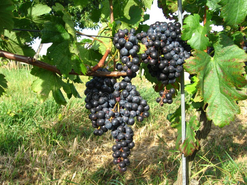 Uva rossa fotografia stock. Immagine di piante, rosso - 23119776