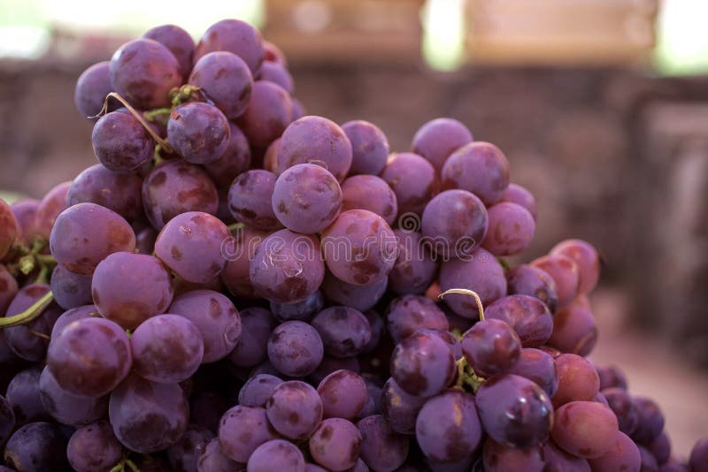 Uva rossa del globo fotografia stock. Immagine di polveroso - 80802240