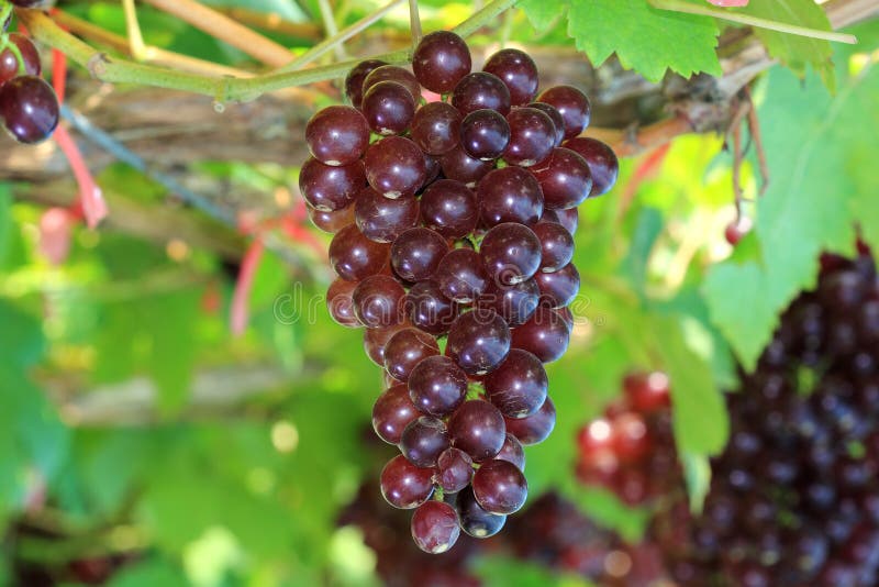 Uva rossa di maturazione immagine stock. Immagine di bacche - 36573025