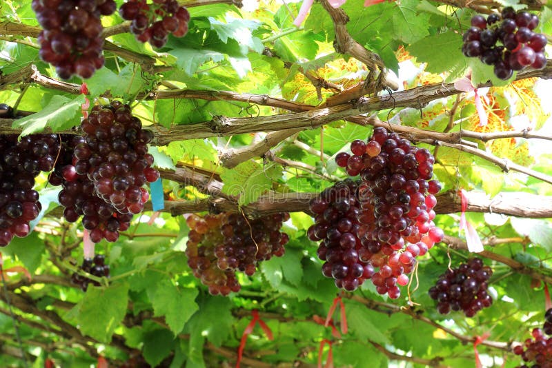 Uva rossa di maturazione fotografia stock. Immagine di podere - 36573034