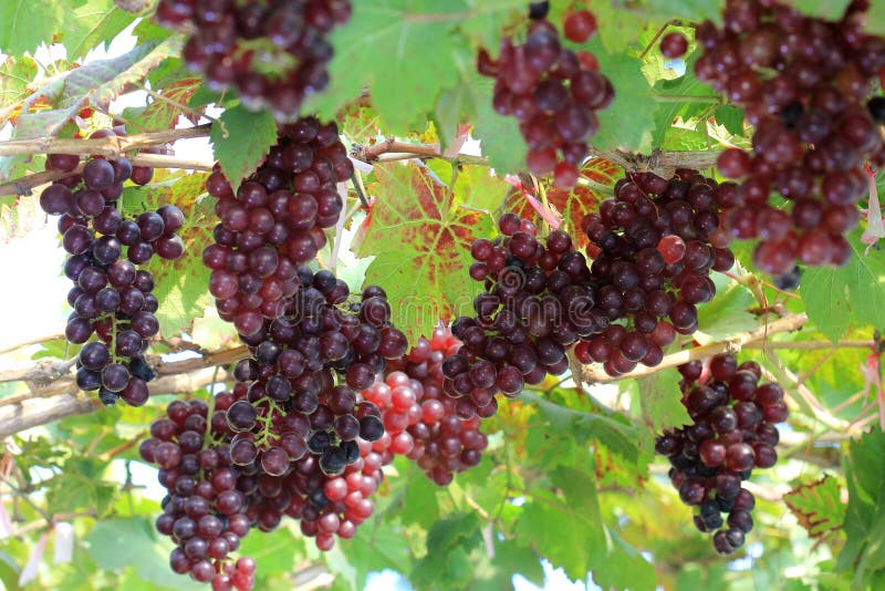 Uva rossa di maturazione fotografia stock. Immagine di verde - 36651046