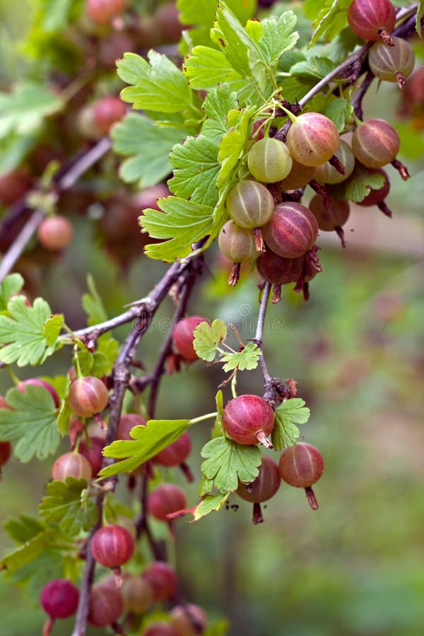 Uva spina. immagine stock. Immagine di verde, colorato - 25777355