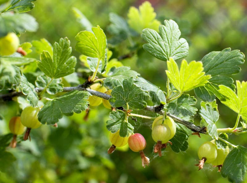 UVA SPINA immagine stock. Immagine di saporito, alimento - 2595151