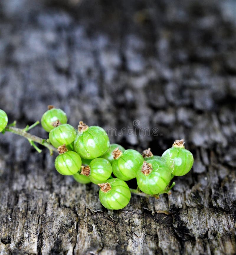 Uva Spina Che Cresce in Primavera, Bacche Fotografia Stock - Immagine ...