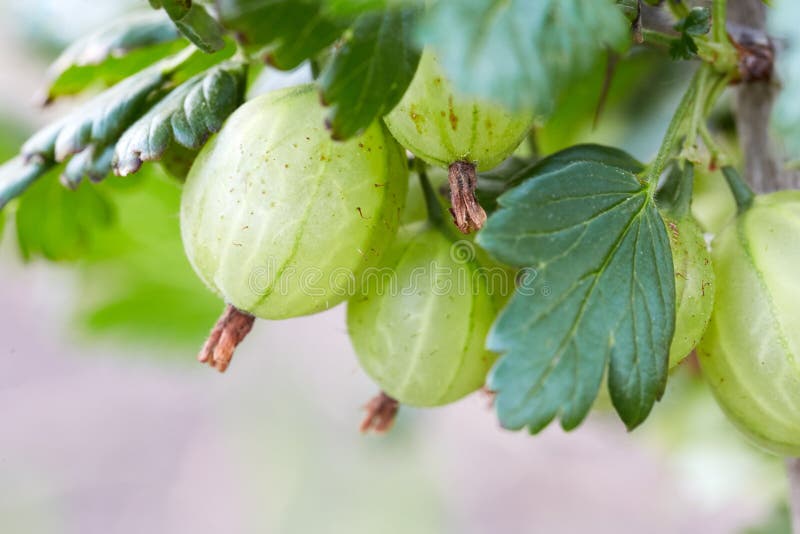 Uva Spina Fresche Su Un Ramo Immagine Stock - Immagine di fresco ...