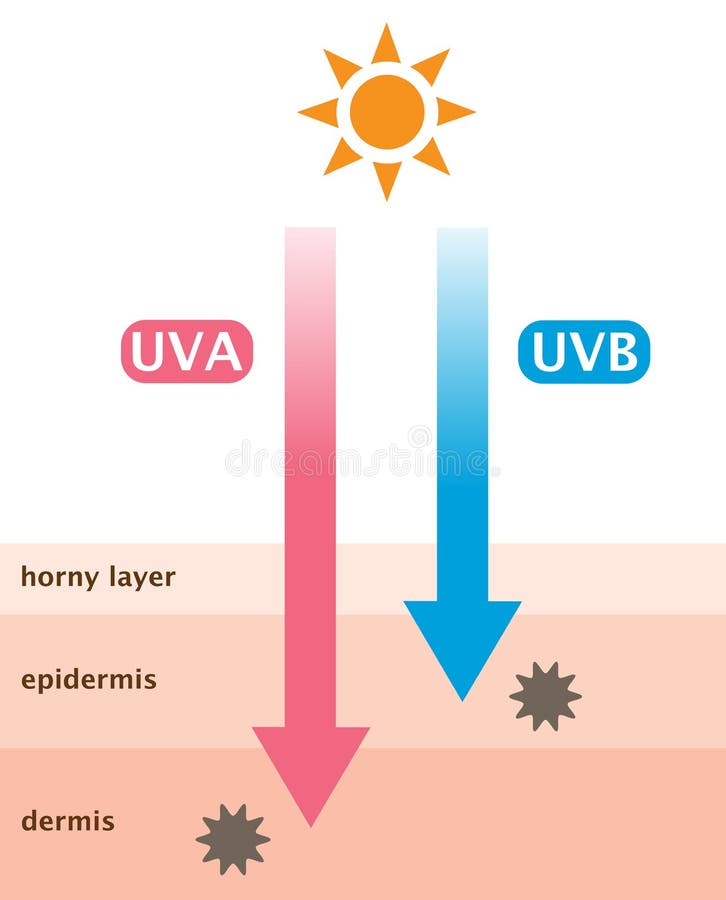 UVA and UVB Radiation Penetrate into the Skin Stock Vector ...