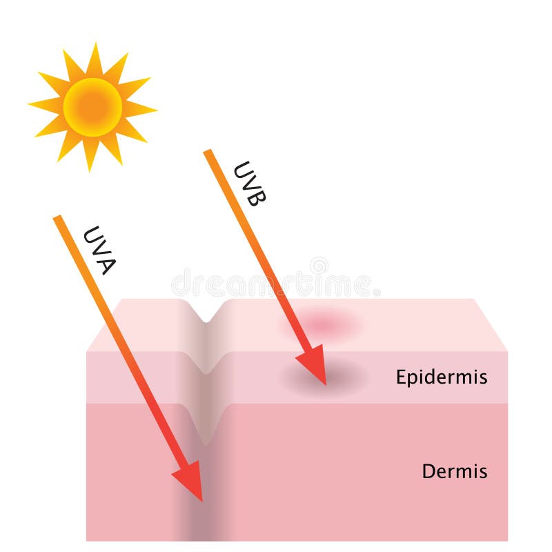 UVA and UVB Radiation Penetrate into the Skin Stock Vector ...
