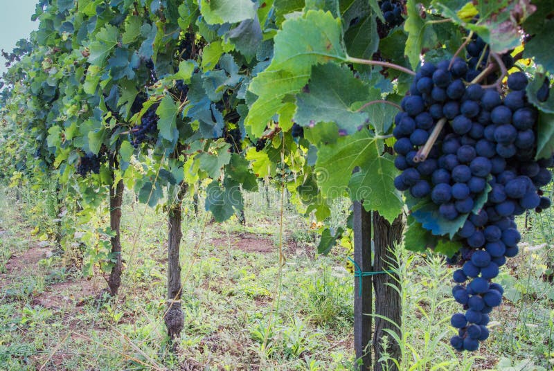 Vigna italiana fotografia stock. Immagine di campo, verde - 39027408