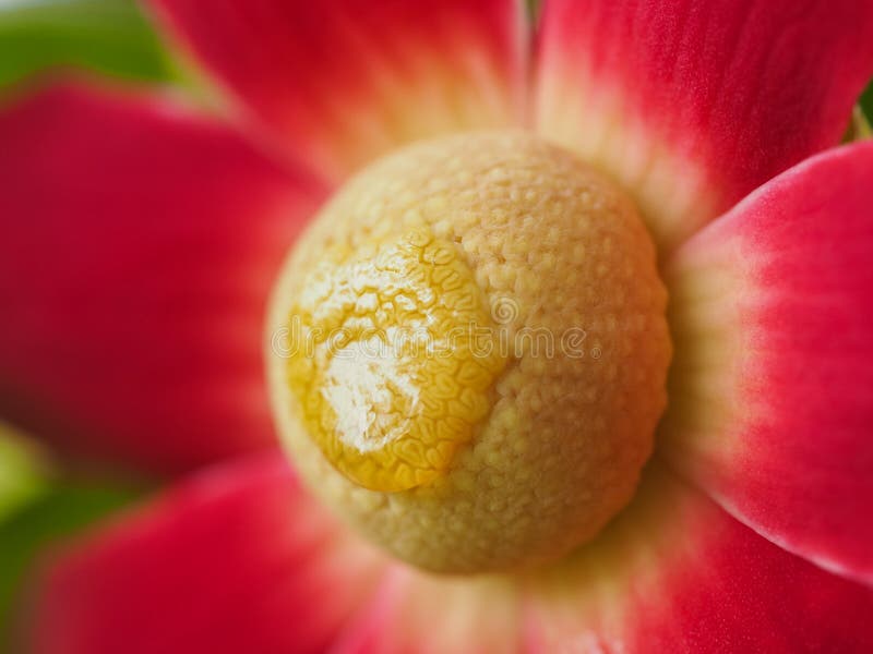 Uvaria Grandiflora Flower Blossom Stock Photo - Image of botanic ...