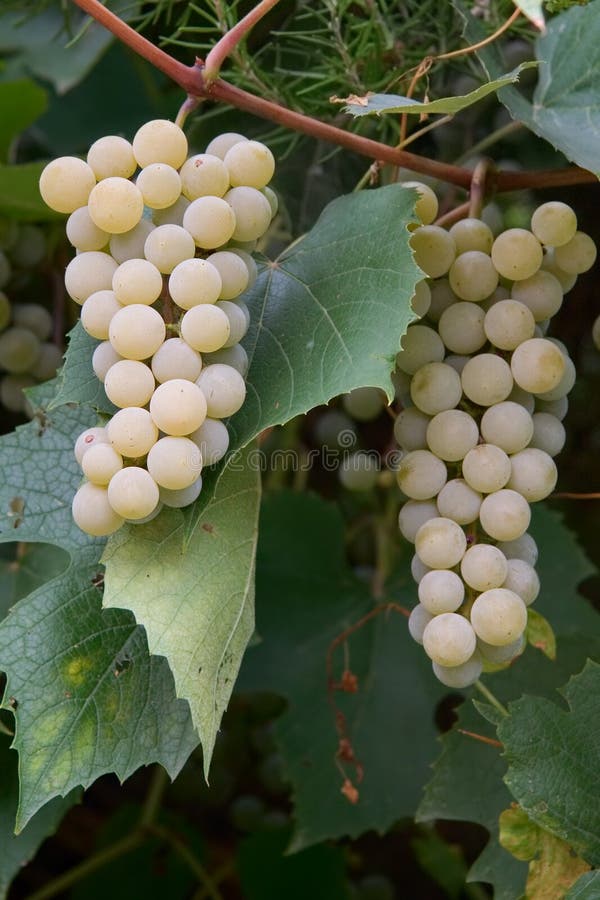 Uvas blancas foto de archivo. Imagen de planta, alemania - 1231974