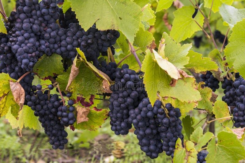 Uvas Champagne Autumn De Pinot Noir Imagen de archivo - Imagen de vino ...