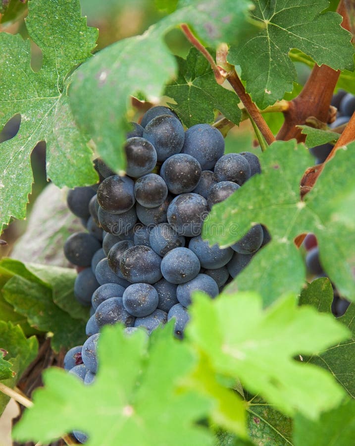 Colheita da uva em Itália foto de stock. Imagem de para - 59518162