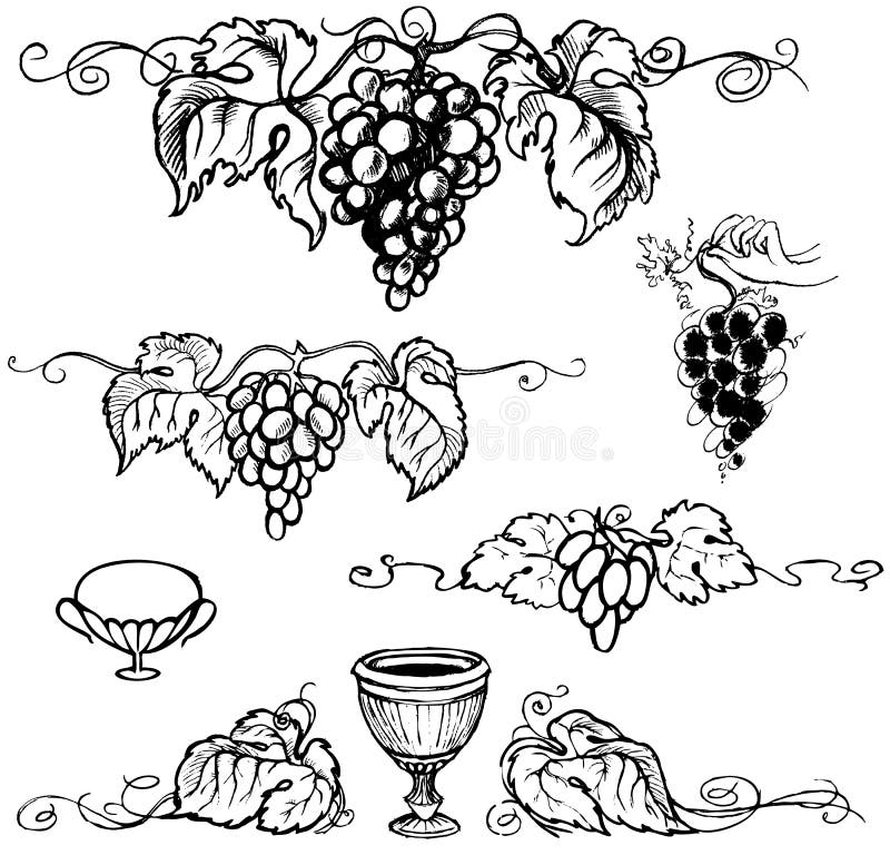 Uvas y hojas de la vid ilustración del vector. Ilustración de vino ...